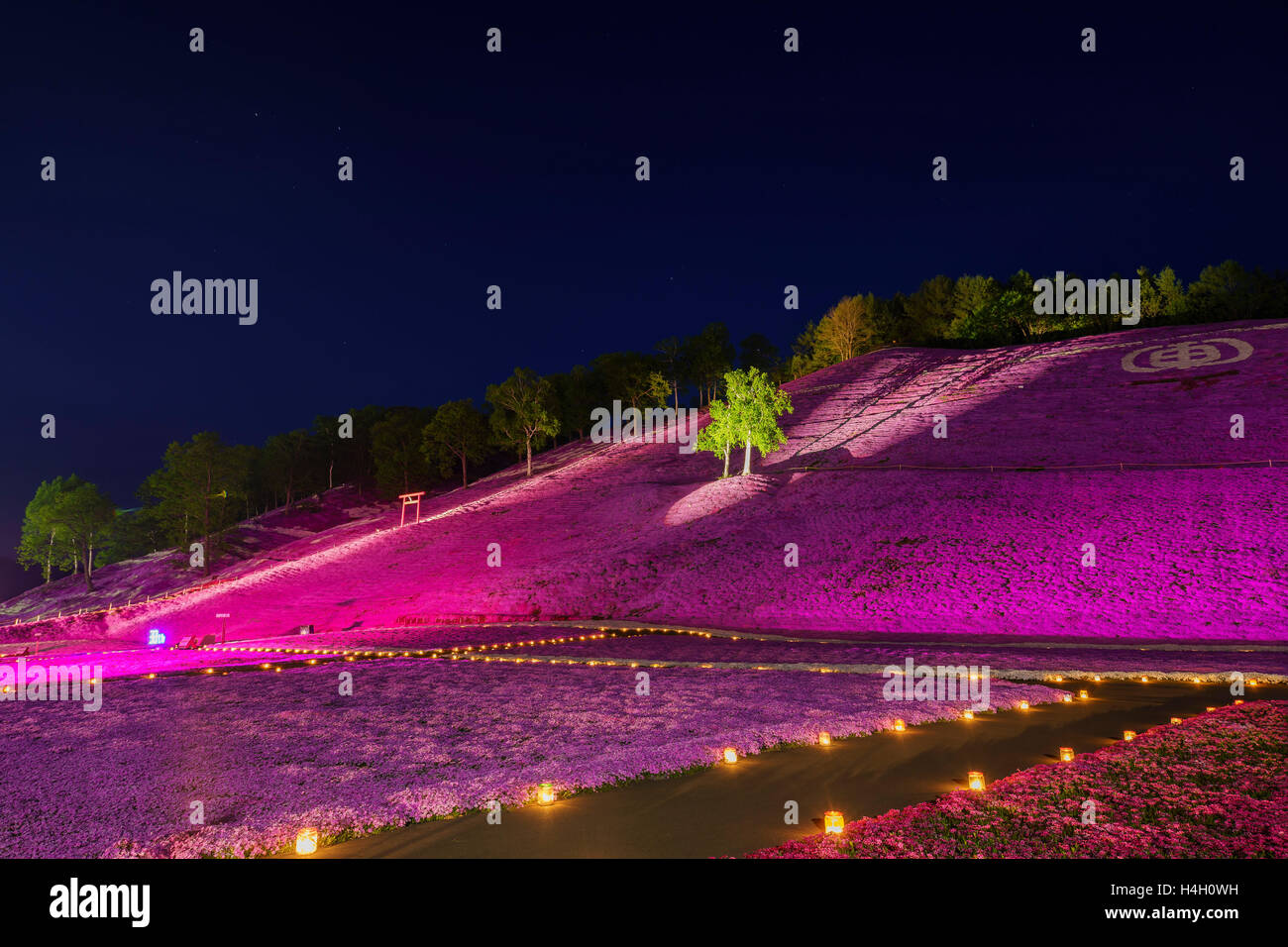 The beautiful pink Shiba Sakura at Hokkaido, Japan around twilight ...