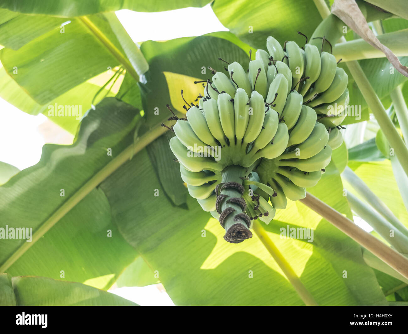 raw banana hanging in the tree with sun light at the back Stock Photo ...