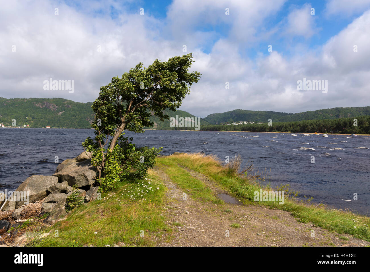 Tree bent wind crooked tree hi-res stock photography and images - Alamy