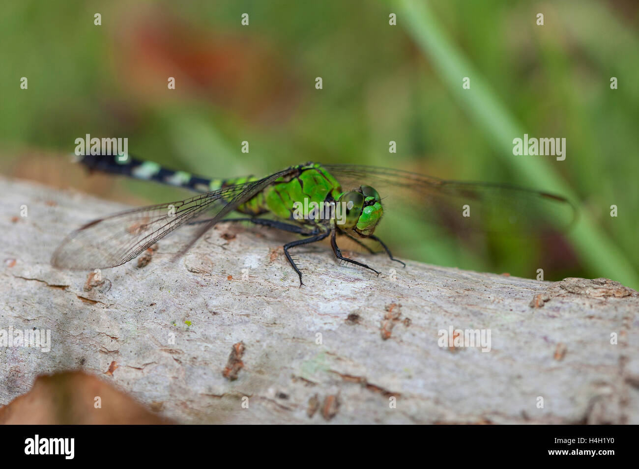 Stick like insect hi-res stock photography and images - Alamy