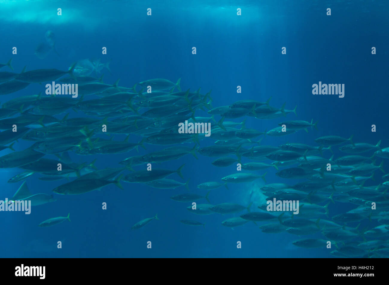 fish in aquarium oceanarium in blue depth water shoot from glass with ...