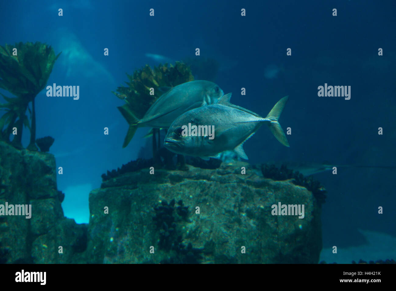 fish in aquarium oceanarium in blue depth water shoot from glass with ...