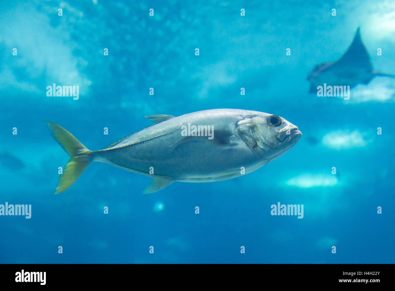 fish in aquarium oceanarium in blue depth water shoot from glass with ...