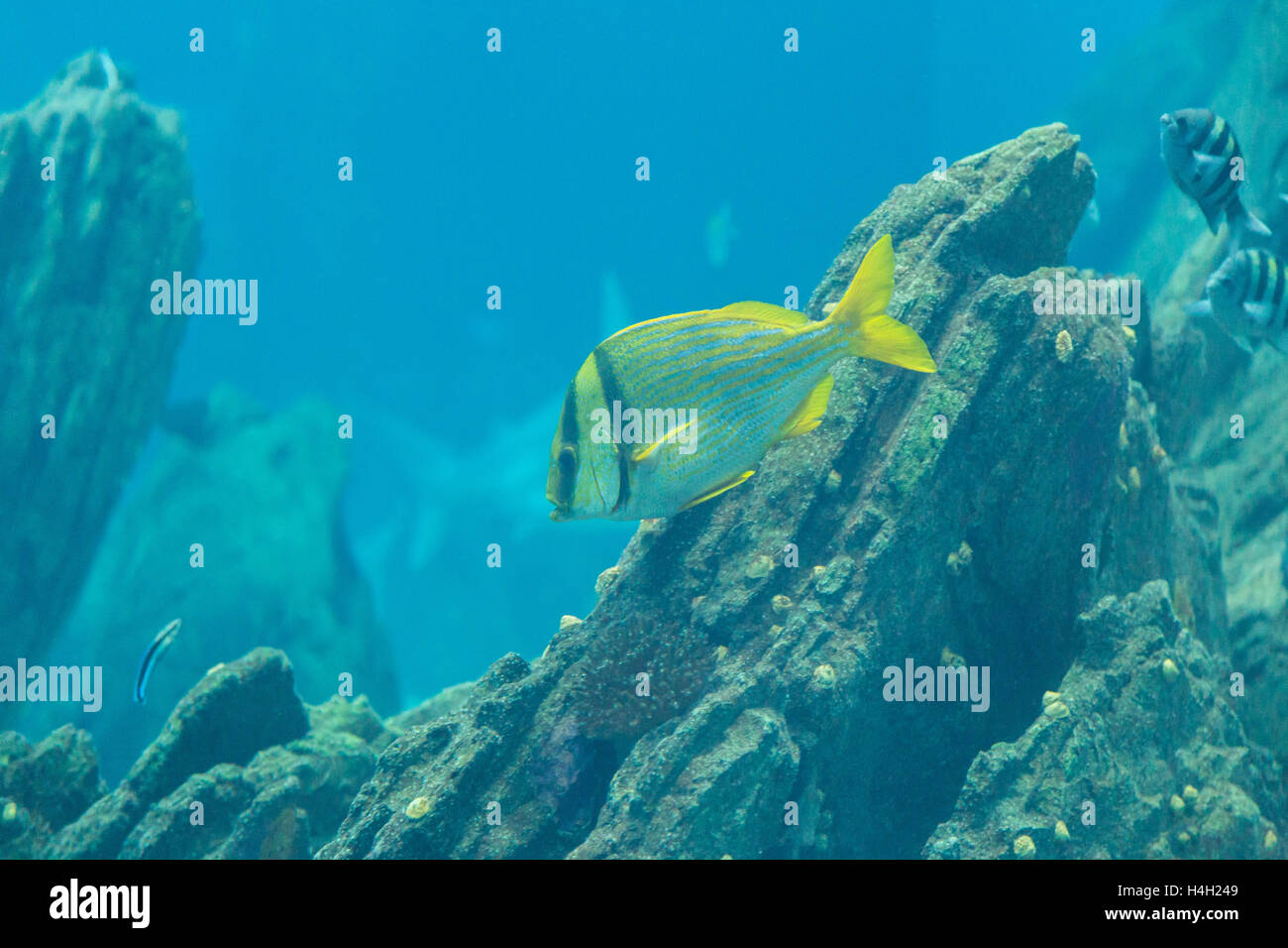 fish in aquarium oceanarium in blue depth water shoot from glass with ...
