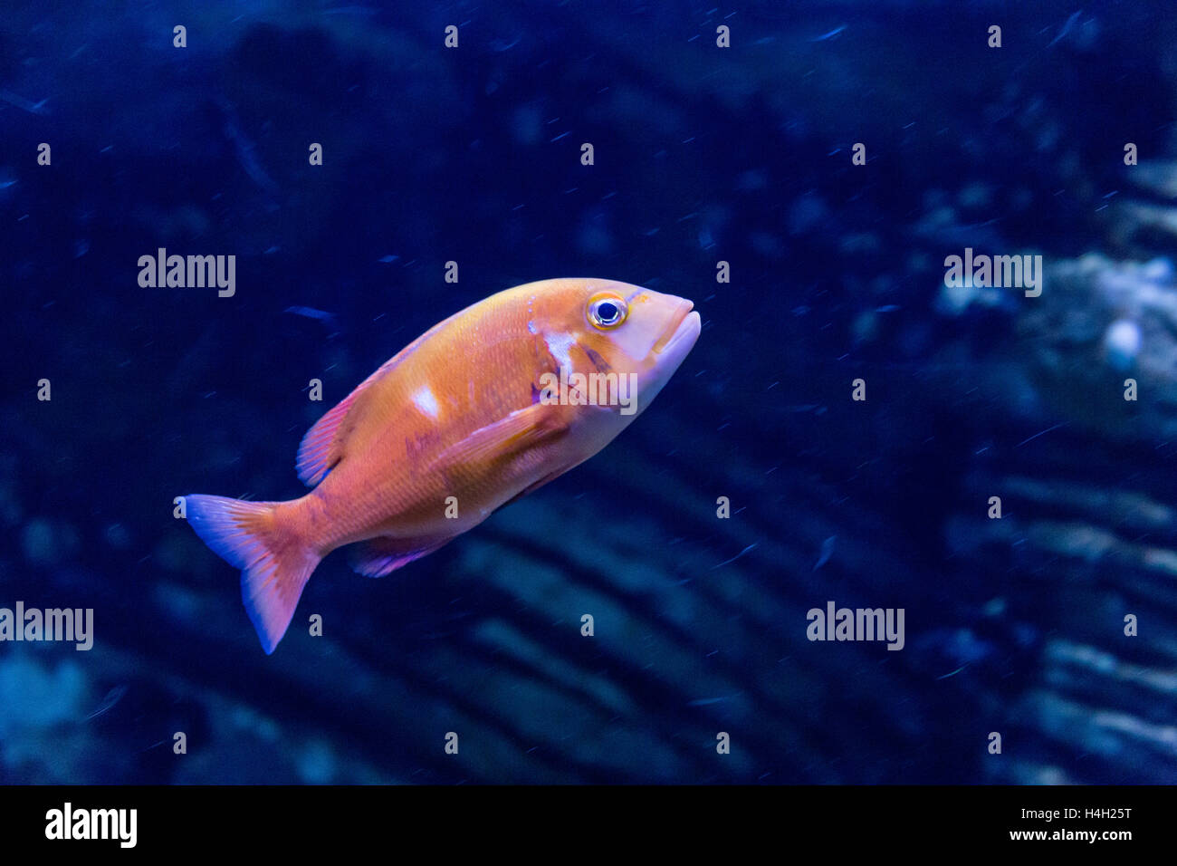 fish in aquarium oceanarium in blue depth water shoot from glass with ...