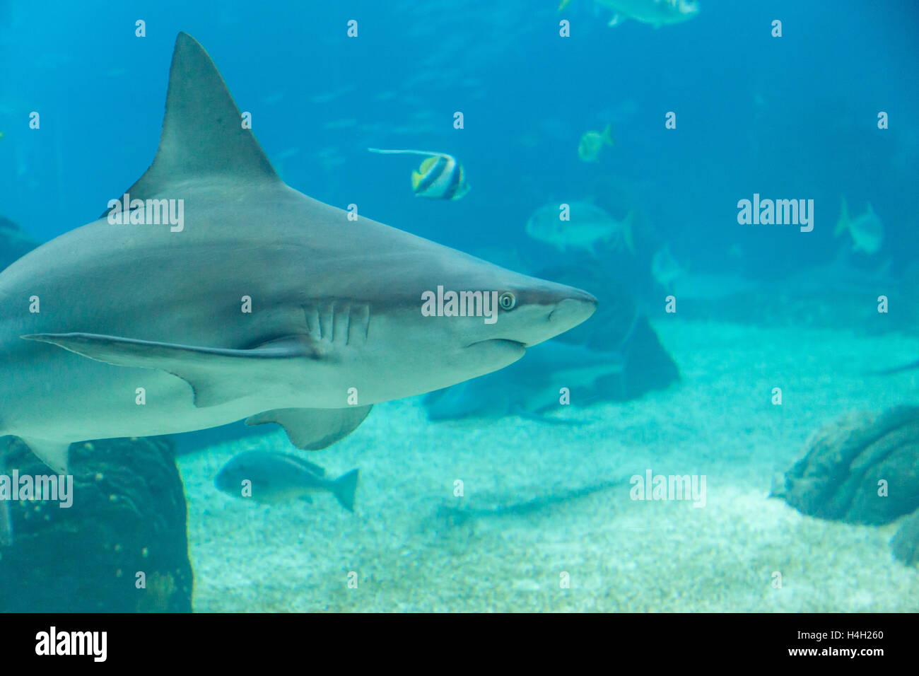 fish in aquarium oceanarium in blue depth water shoot from glass with ...