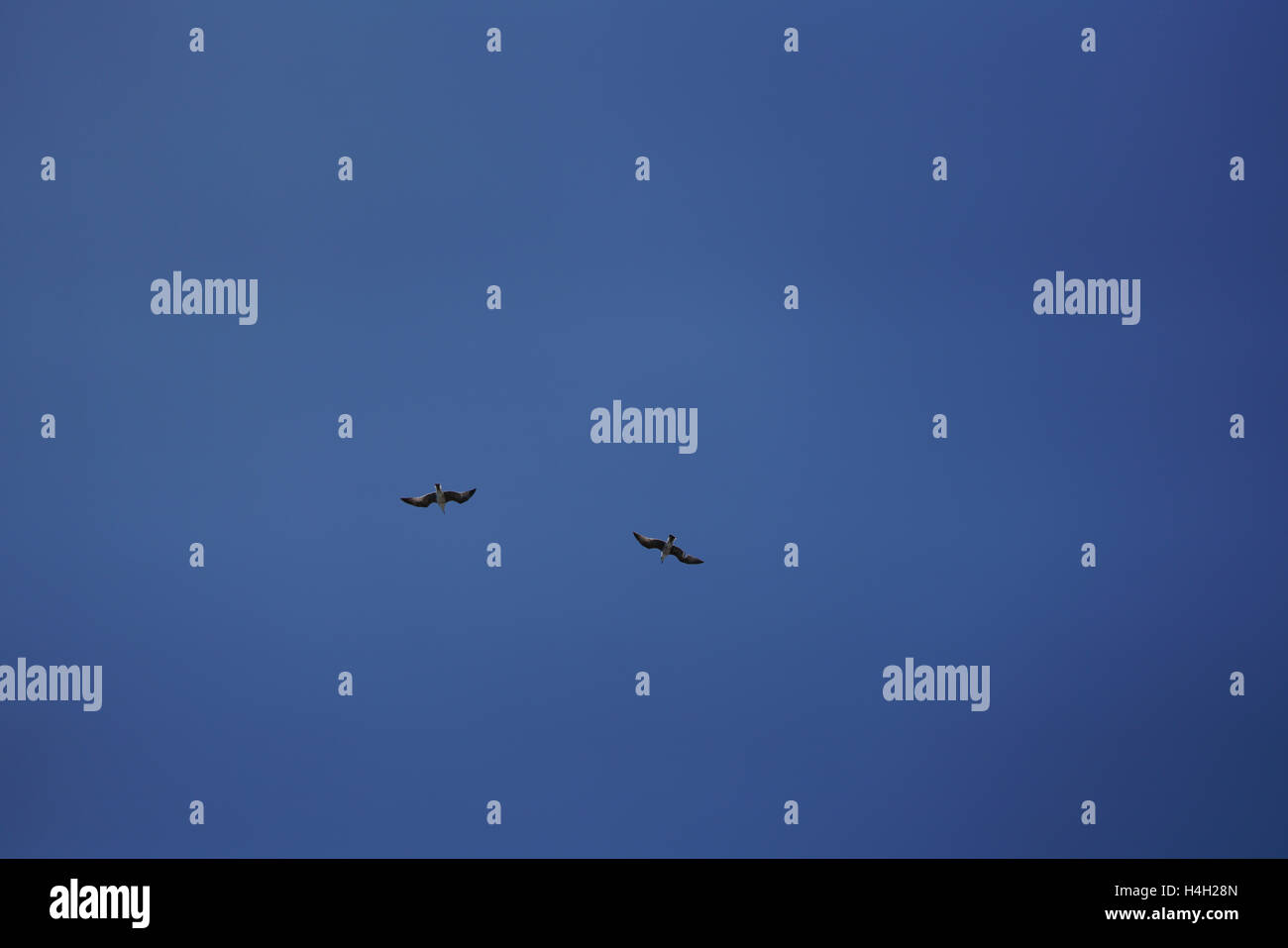 Flying in same direction hi-res stock photography and images - Alamy