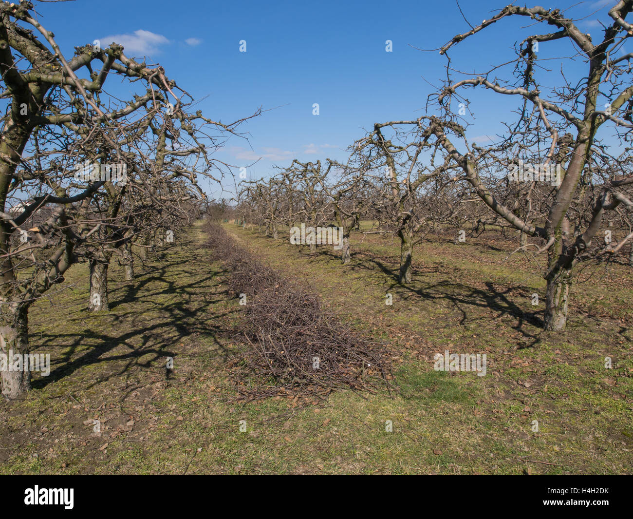 Trees without fruit hi-res stock photography and images - Alamy