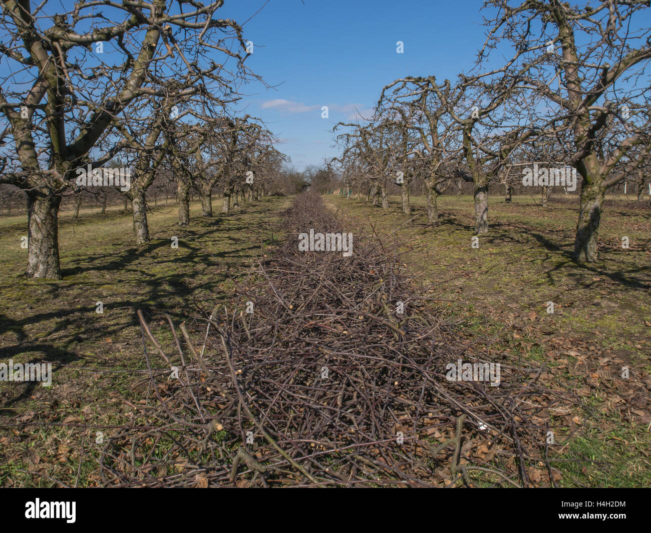 Trees without fruit hi-res stock photography and images - Alamy