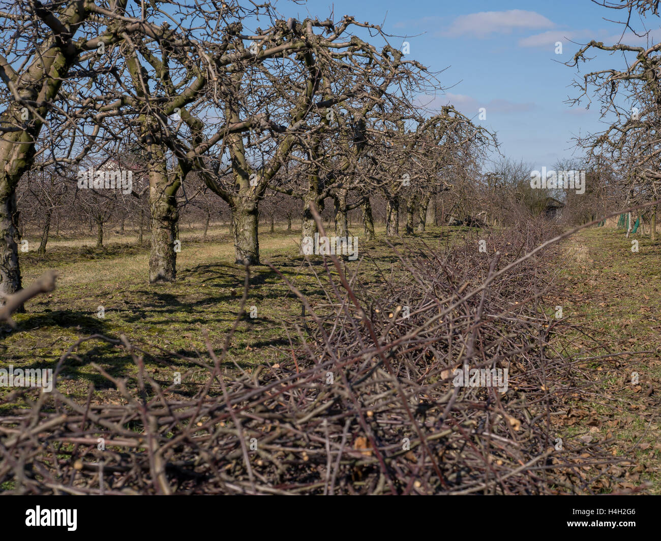Apple tree without leaves hi-res stock photography and images - Alamy
