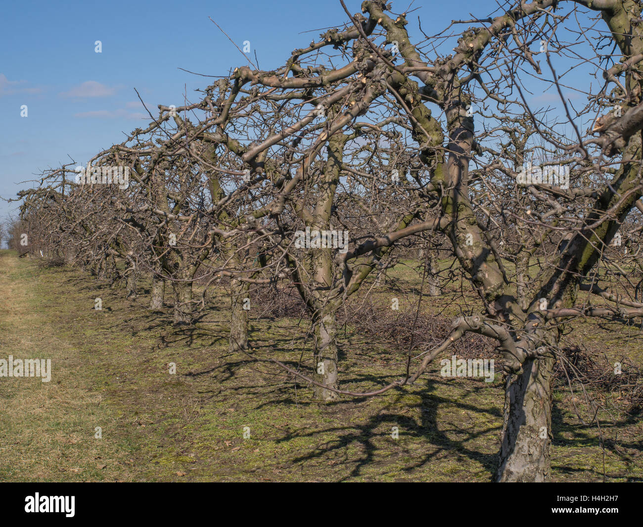 Rows of fruit trees in the spring. Yet without leaves Stock Photo - Alamy