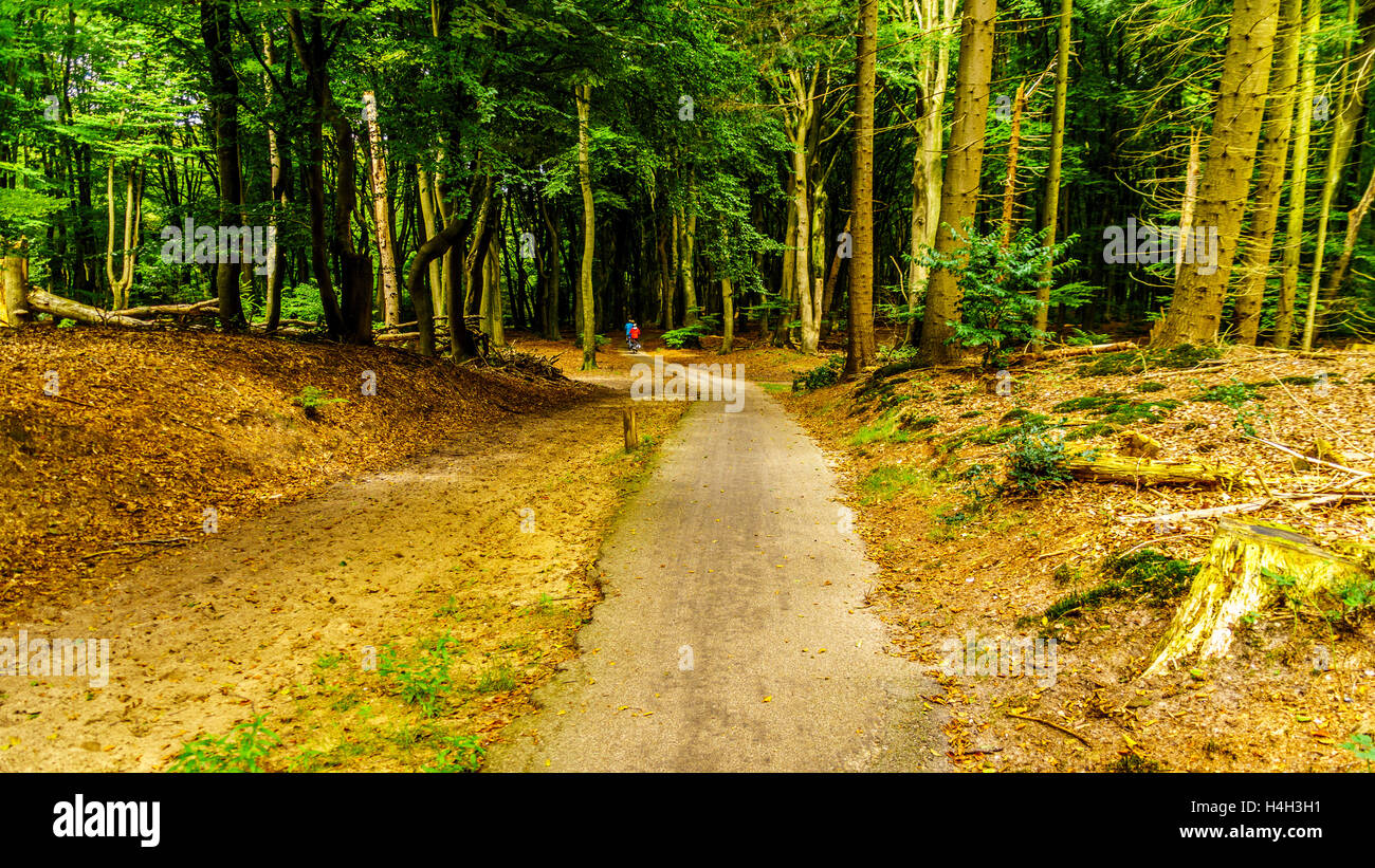 Walking and biking through the forests and heather fields of the Veluwe ...