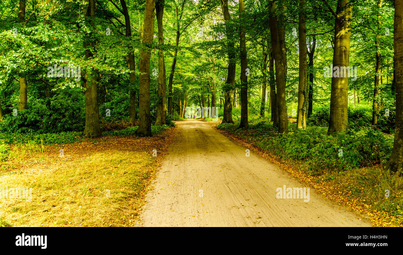 Walking and biking through the forests and heather fields of the Veluwe ...