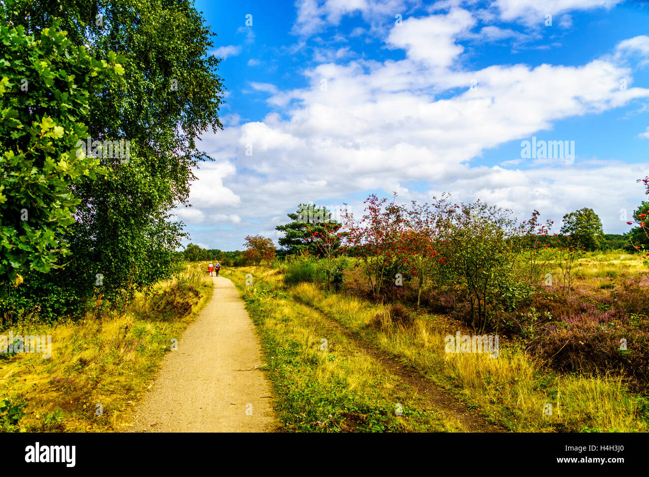 Walking and biking through the forests and heather fields of the Veluwe ...