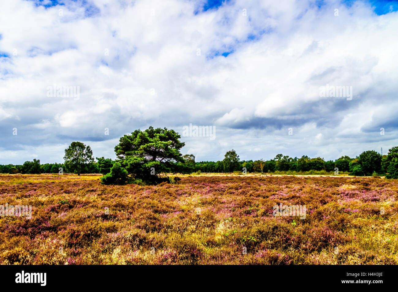 The Ermelose Heide with Purole Calluna Heathers in full bloom in the ...
