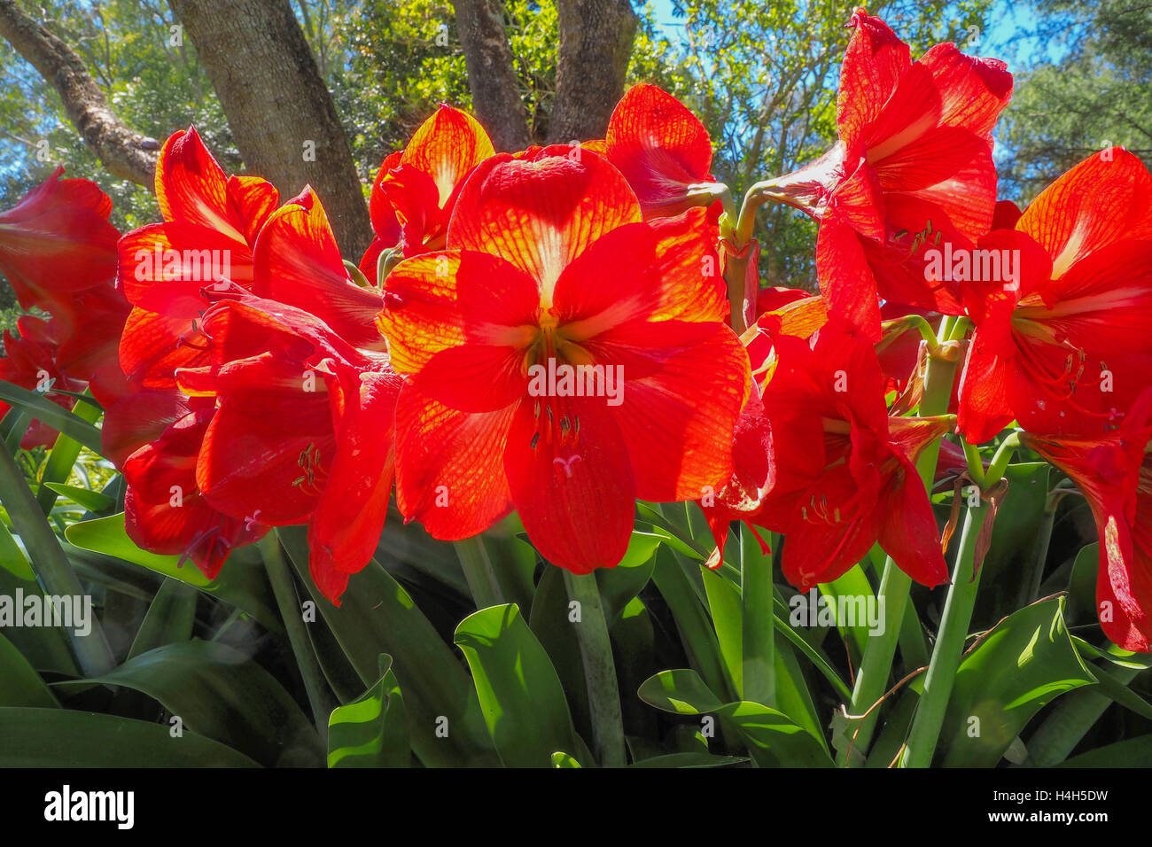 Hippeastrum flowers hi-res stock photography and images - Alamy
