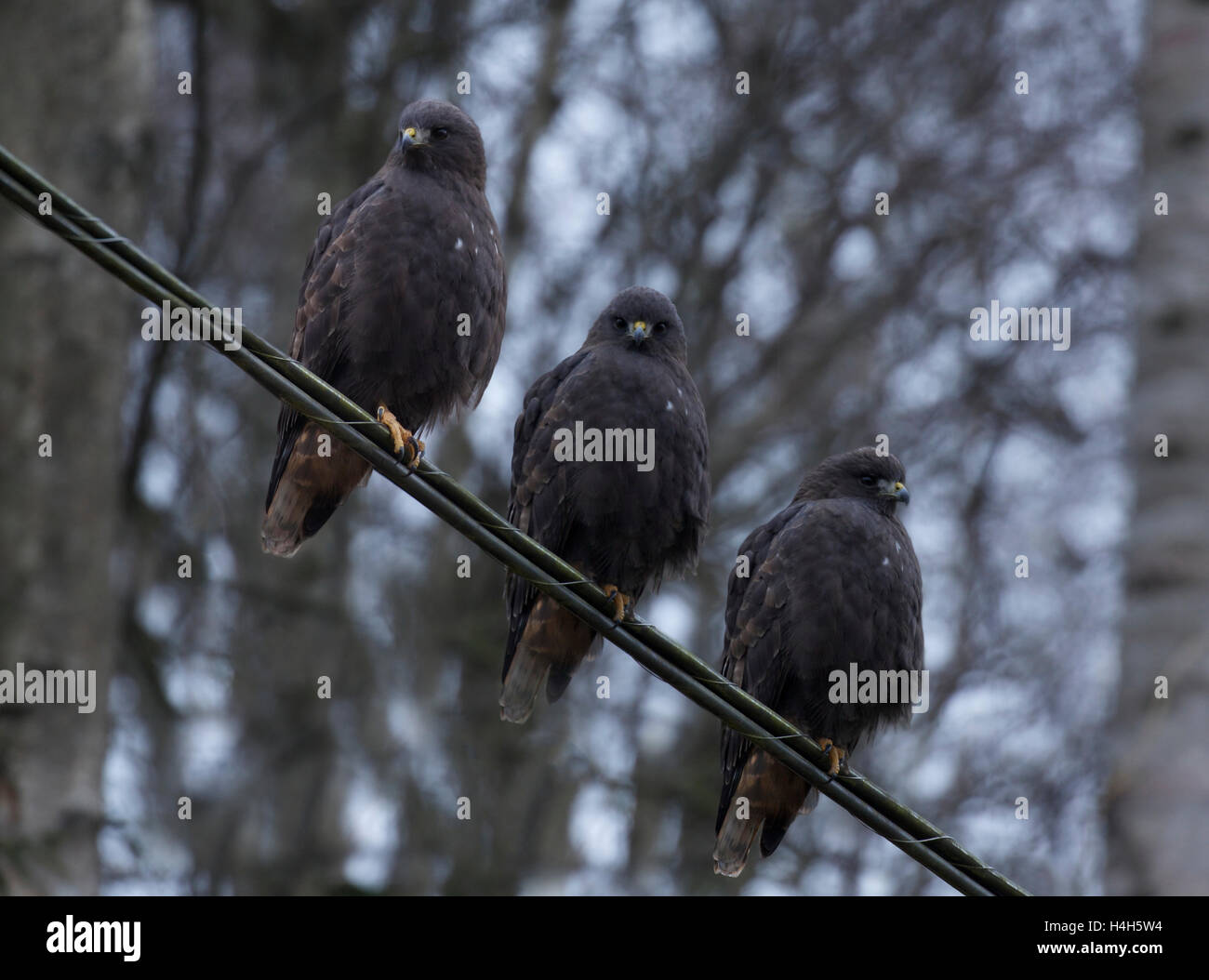 Hawk Eyed View Stock Photo - Alamy