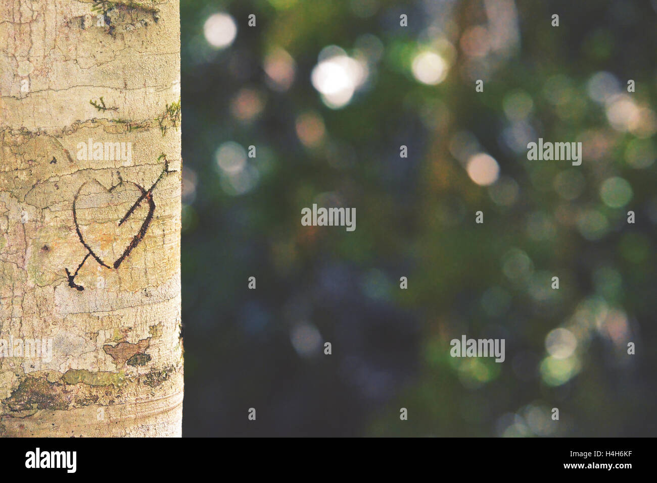 Arrow tree carved hi-res stock photography and images - Alamy