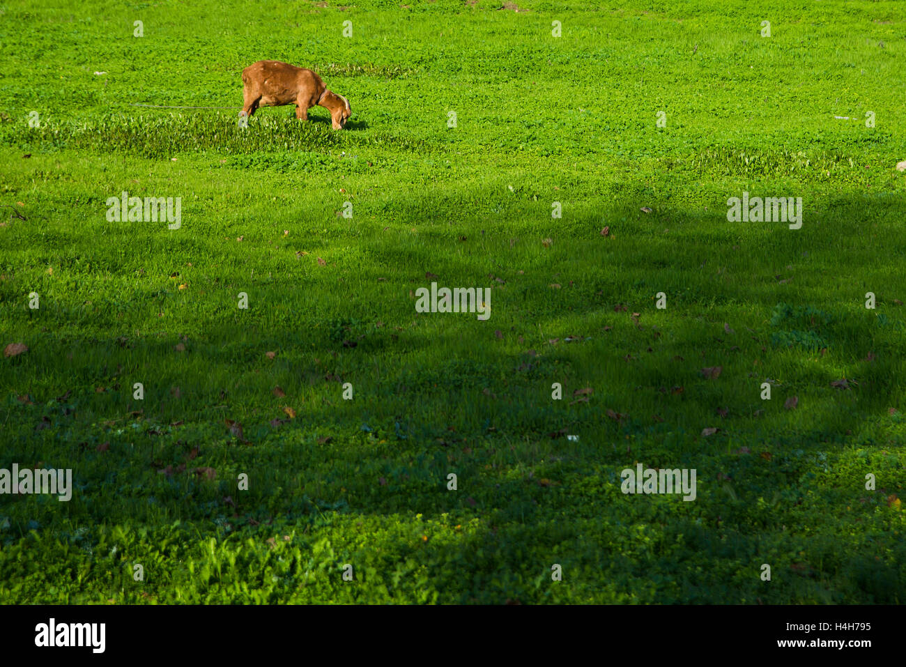 Goat is eating grass. Infinite grass field background Stock Photo - Alamy