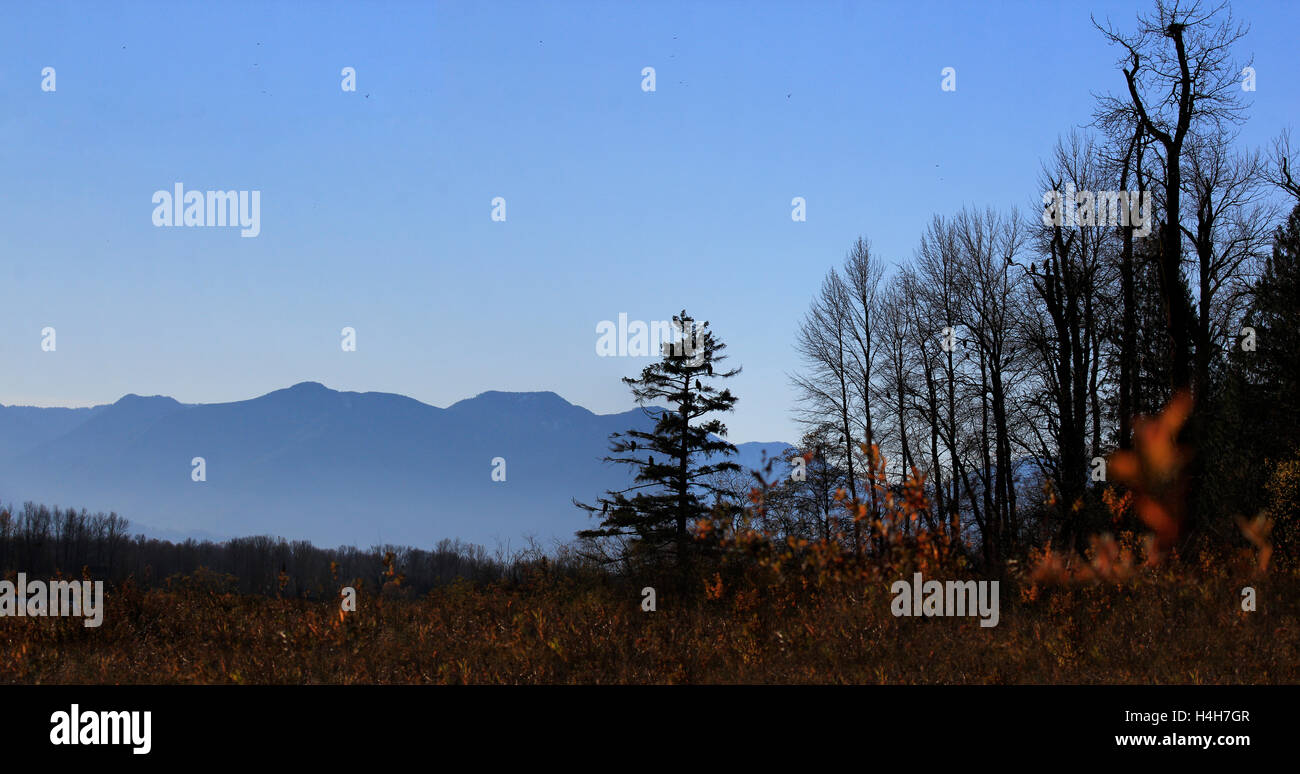 Landscape view of a salmon spawning ground and a feeding ground for all ...