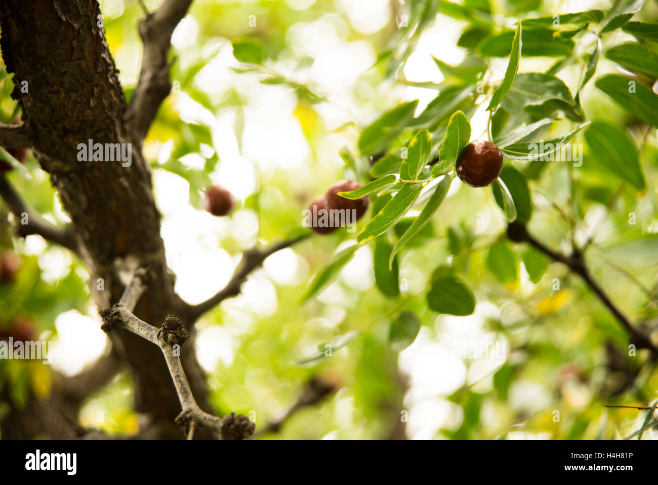 Jujube fruits on the tree Stock Photo - Alamy
