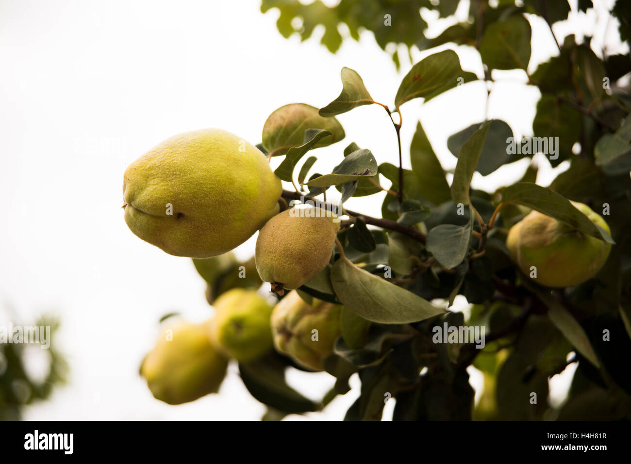 Quinces fruits on tree Stock Photo - Alamy