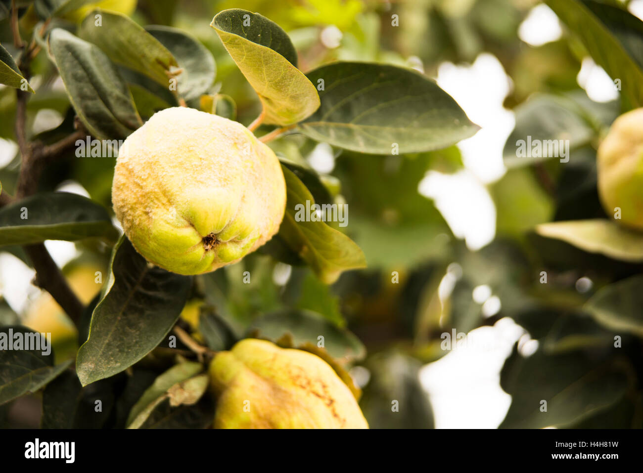 Quinces fruits on tree Stock Photo - Alamy