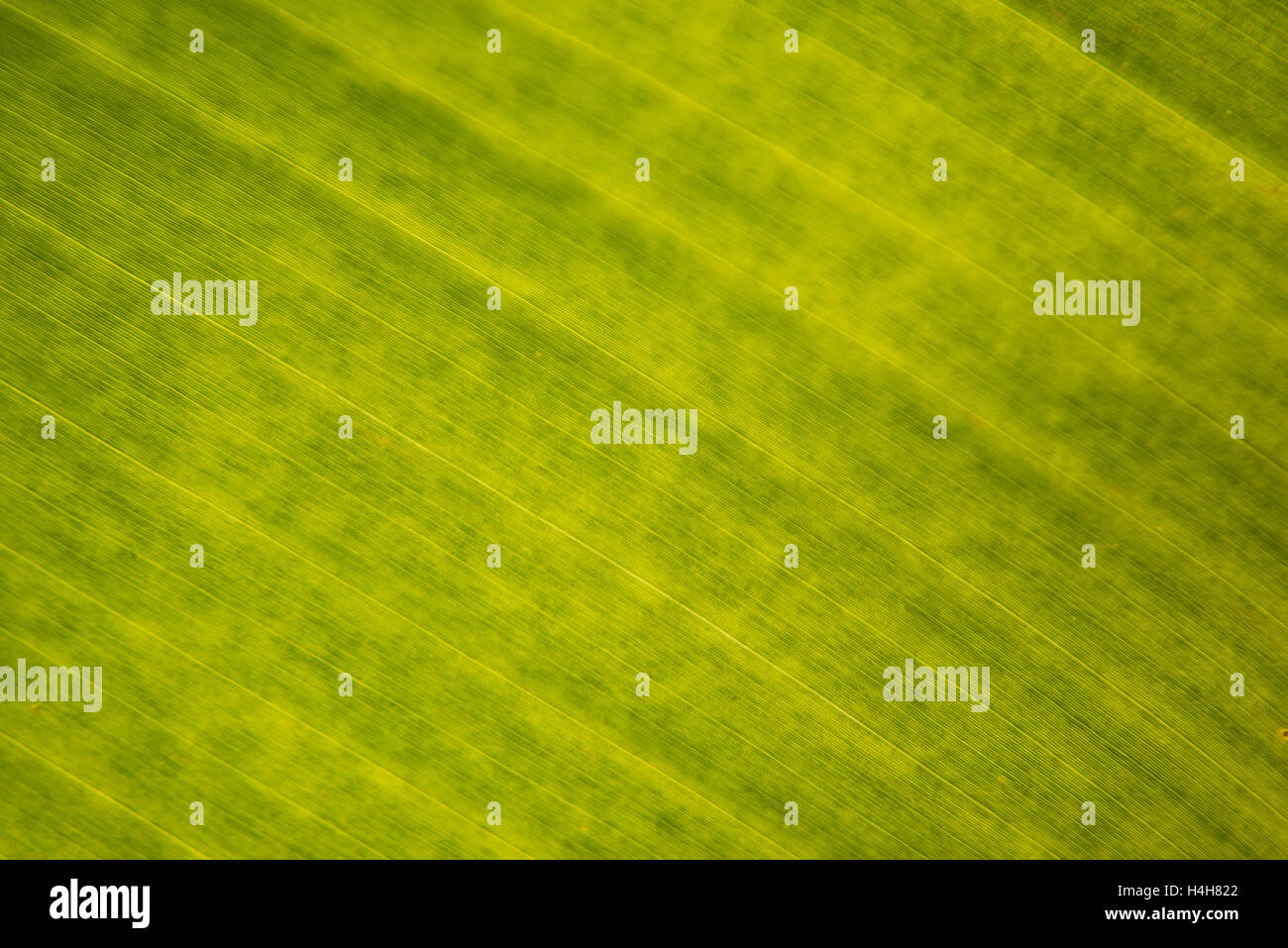 Reverse light hi-res stock photography and images - Alamy