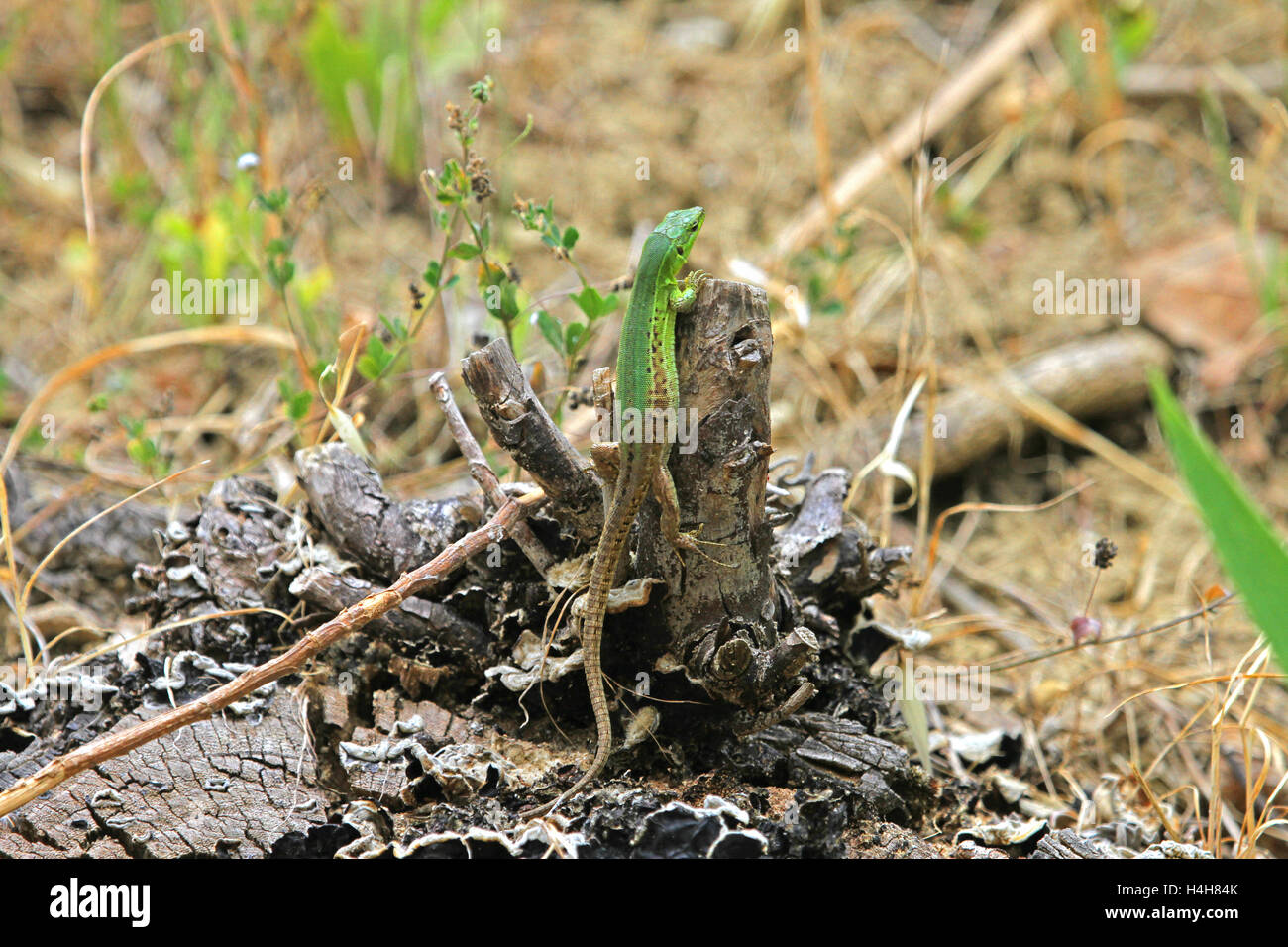 Italian wall lizard bright green and close up climbing a tree stump ...