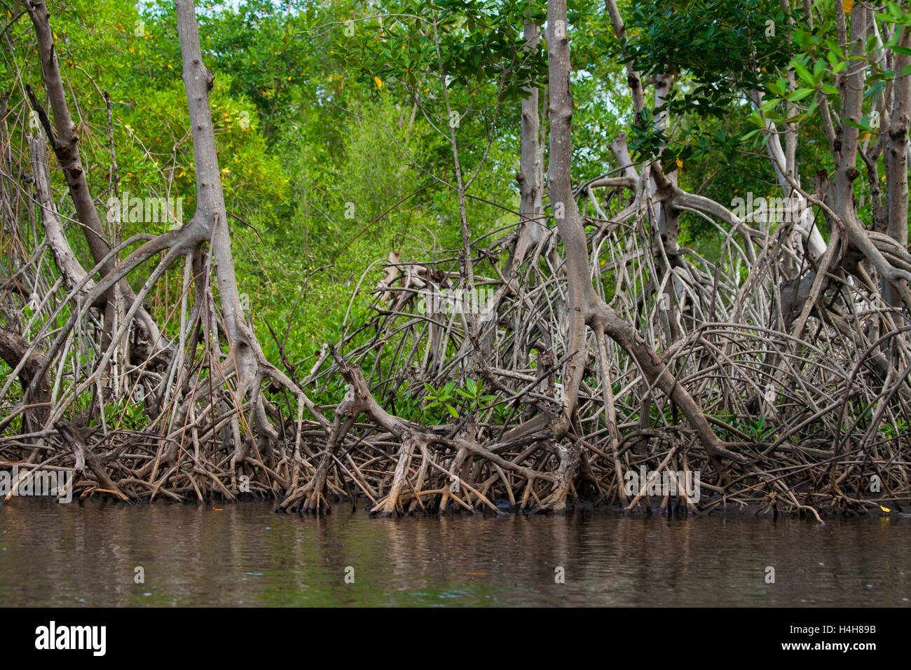 Central root system hi-res stock photography and images - Alamy