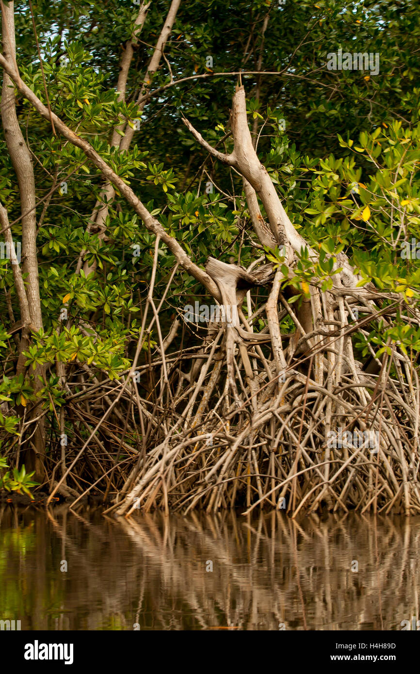 A mangrove tree and its intricate root system Stock Photo - Alamy