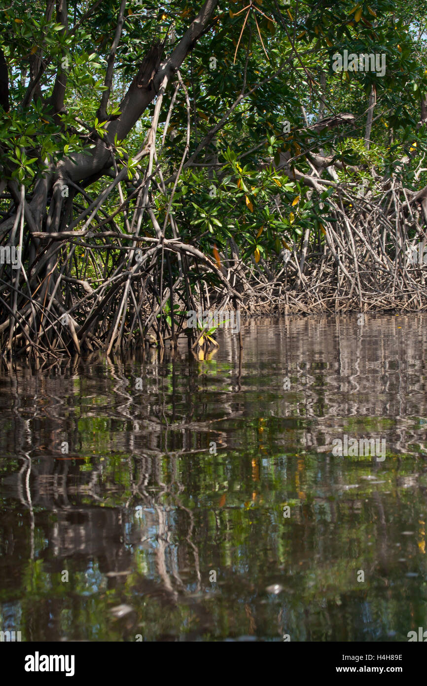 A Mangrove tree in a swamp with more mangroves in the background Stock ...