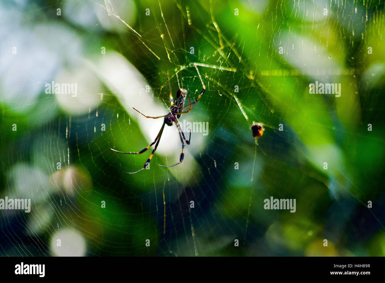 Eight long legs hi-res stock photography and images - Alamy