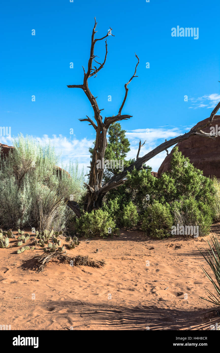 Dead tree in Arches National Park, Utah Stock Photo - Alamy