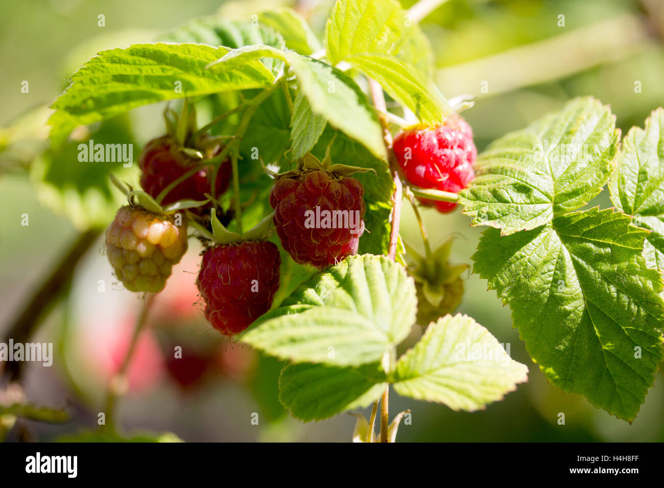 A branch of ripe raspberries outdoors close up, growing in fruit ...
