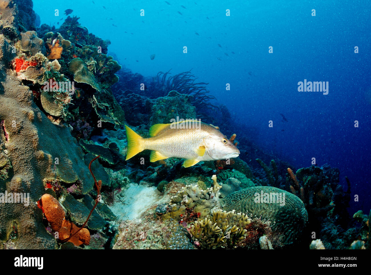 Schoolmaster Snapper (Lutjanus apodus) on the reef, Trinidad, Caribbean ...
