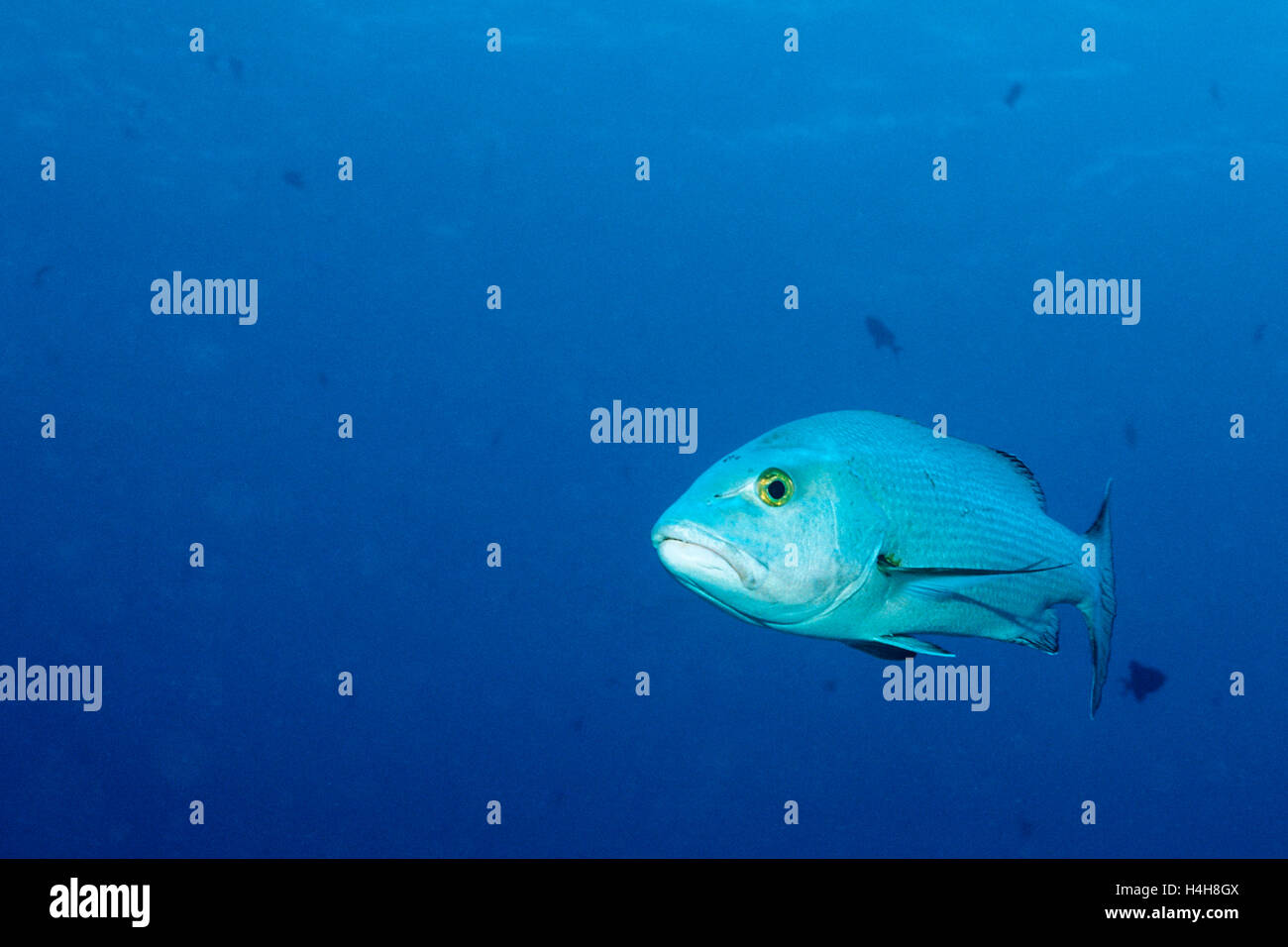 Two spot red snapper hi-res stock photography and images - Alamy
