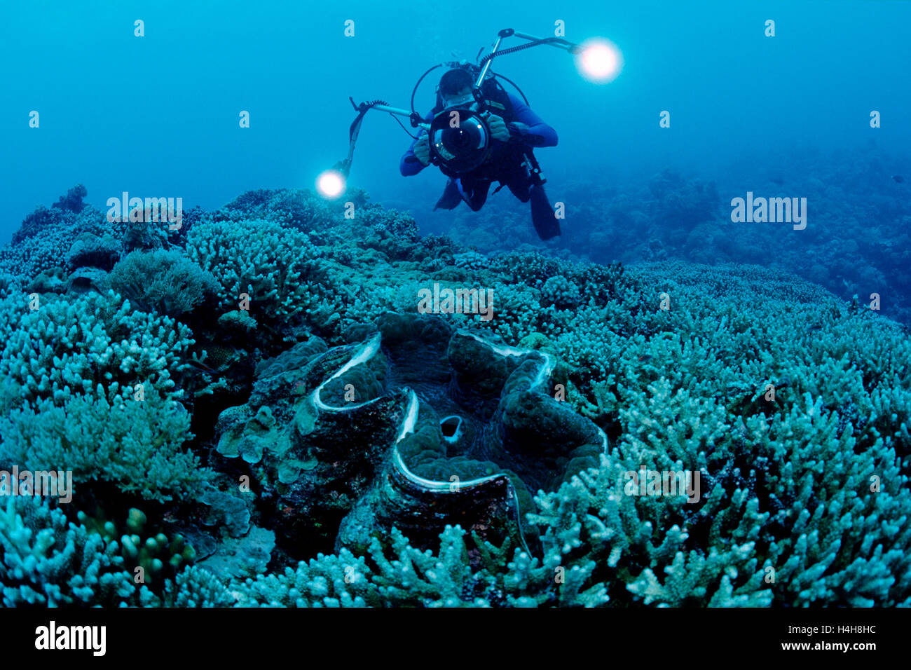 Diver and Fluted giant clam Tridacna squamosa Palau Micronesia Pacific Stock Photo Alamy
