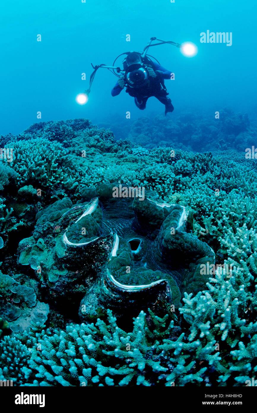 Diver and Fluted giant clam (Tridacna squamosa), Palau, Micronesia ...