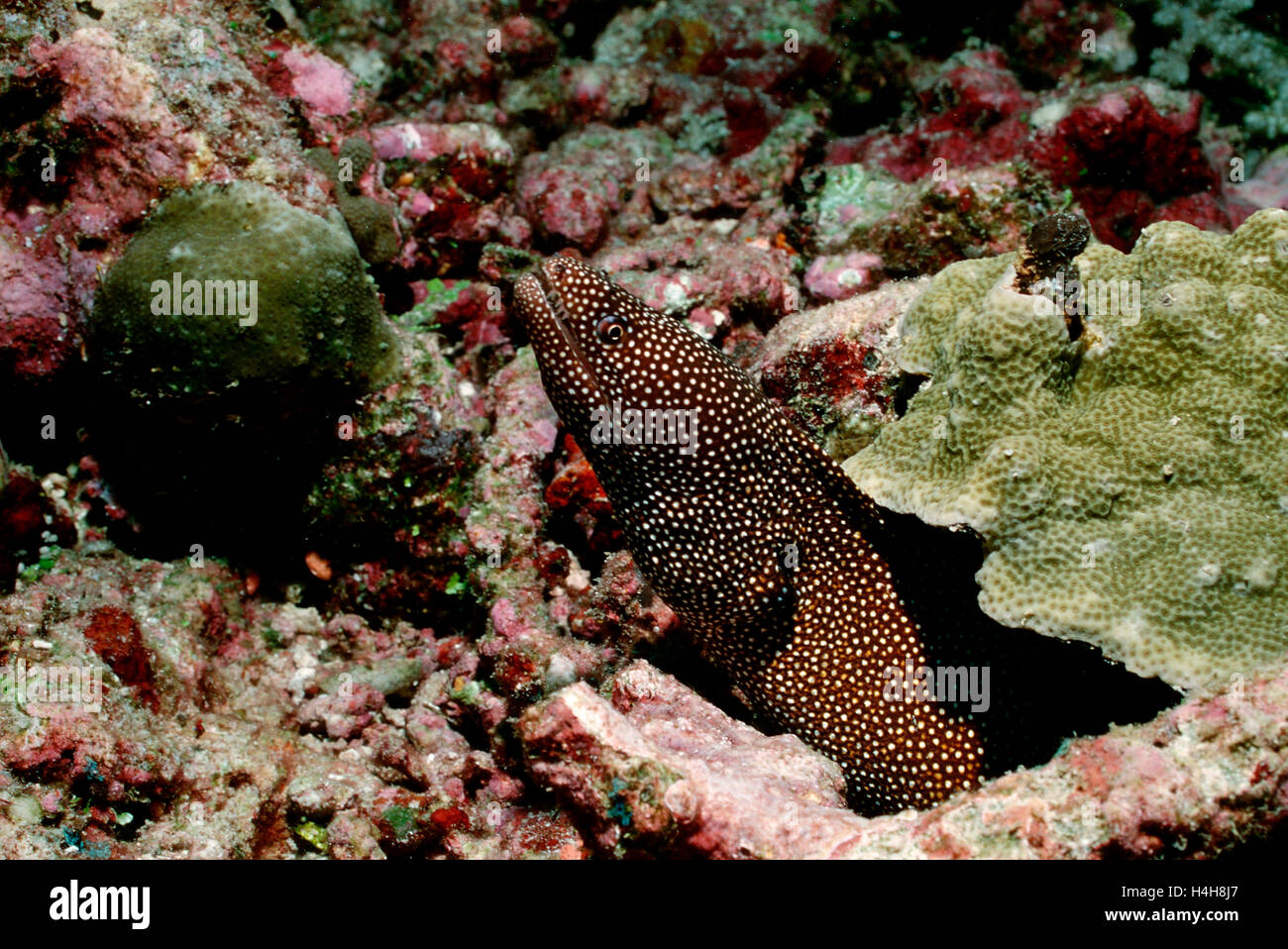 Turkey Moray (Gymnothorax meleagris), Maldive Islands, Indian Ocean ...