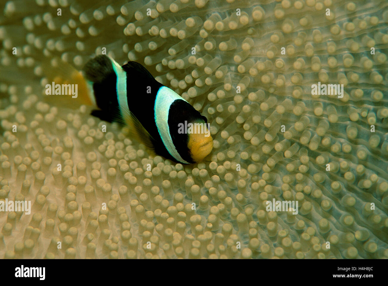 Clark's Anemonefish or Yellowtail Clownfish (Amphiprion clarkii ...