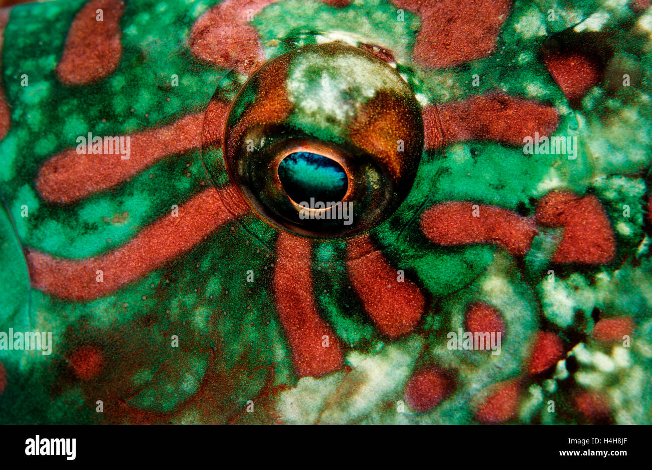 Eye of a fish, Maldive Islands, Indian Ocean Stock Photo - Alamy