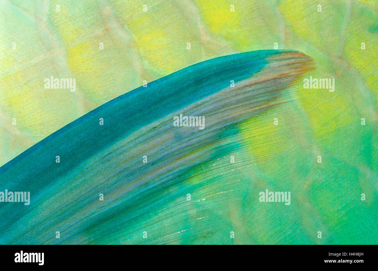 Fin of a Parrotfish (Scarus sp.), Maldive Islands, Indian Ocean Stock ...