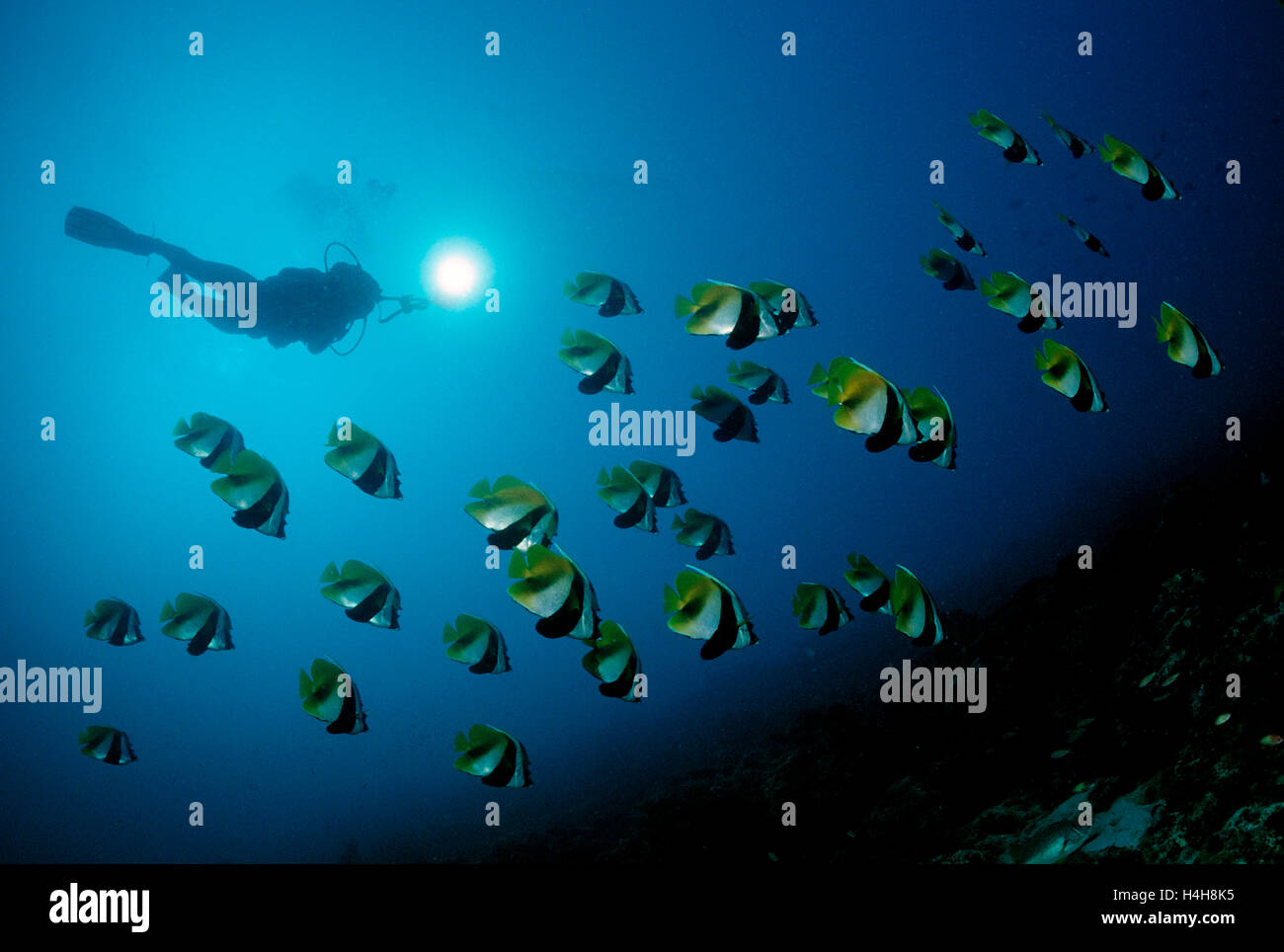 Scuba diver and a school of Masked Bannerfish (Heniochus monoceros ...