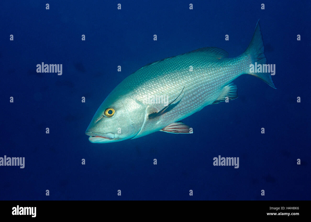 Two spot red snapper hi-res stock photography and images - Alamy