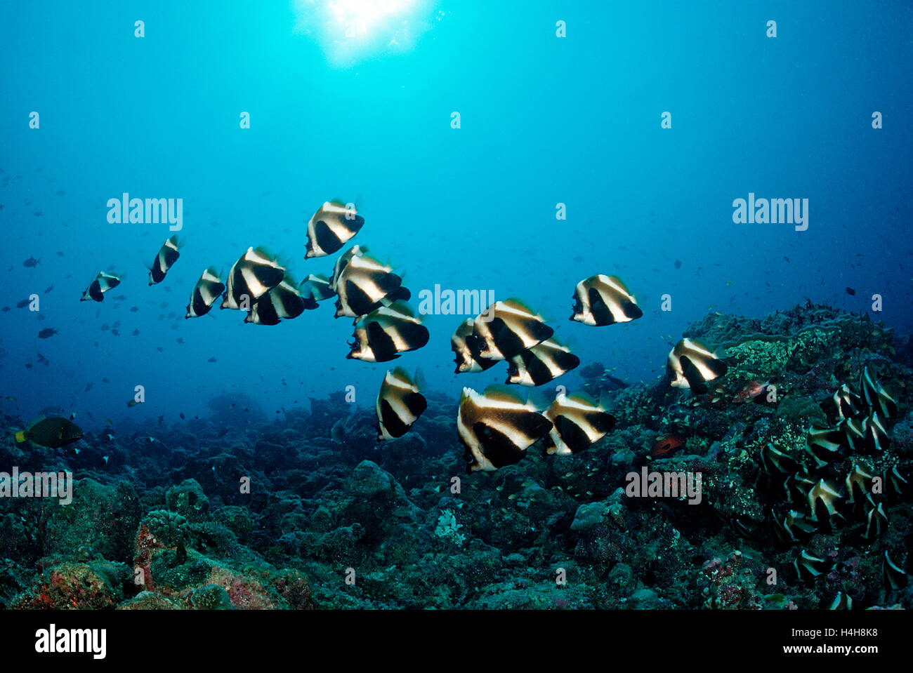 School of Bannerfish (Heniochus), Indian Ocean, Maldives Island Stock ...