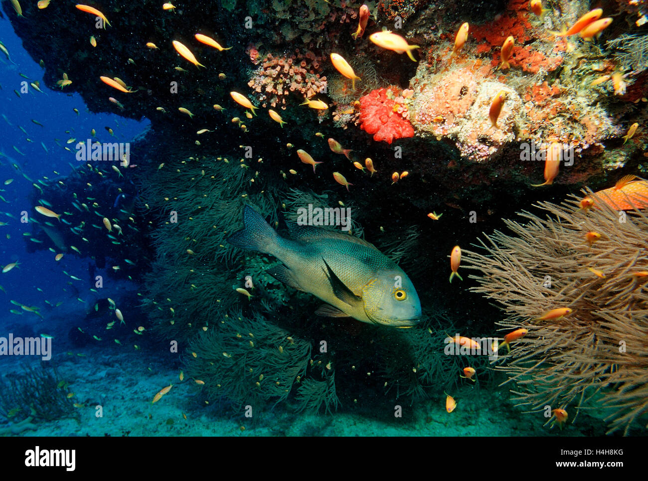 Black and White Snapper (Macolor niger), Maldive Islands, Indian Ocean ...