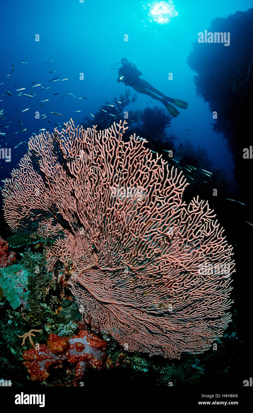 Scuba diver and a coral reef, Maldive Islands, Indian Ocean Stock Photo ...