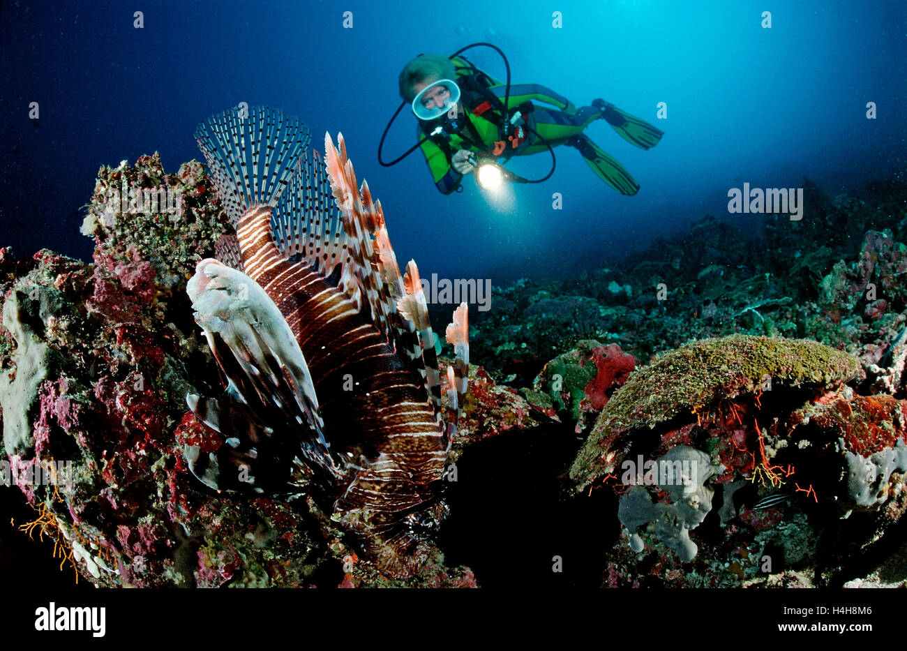 Diver observing a Red Lionfish (Pterois volitans), Maldive Islands ...