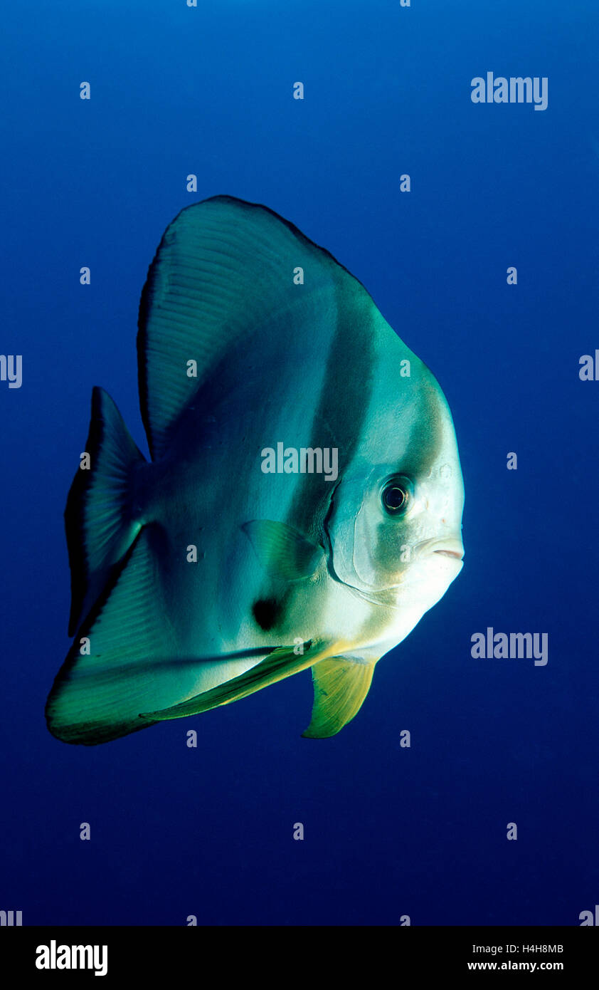 Dusky Batfish or Red Faced Batfish (Platax pinnatus), Maldive Islands ...